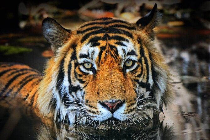 Ranthambore Tiger Safari Tour from Delhi with All Meals - Final Thoughts: Who Is This Tour Best For?