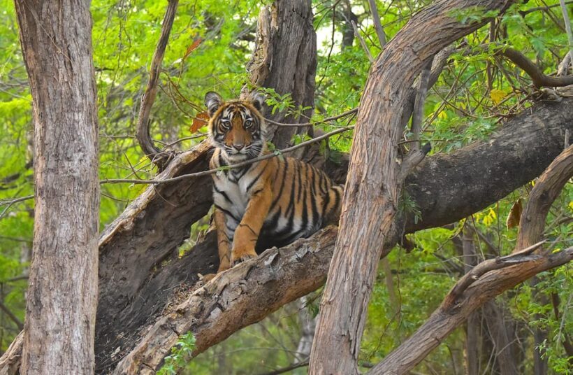 Ranthambore : Tiger Safari Tour in Canter - Key Points