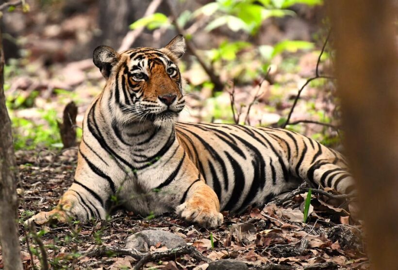 Ranthambore : Tiger Safari Tour in Canter - What Is the Ranthambore Tiger Safari Canter Tour?