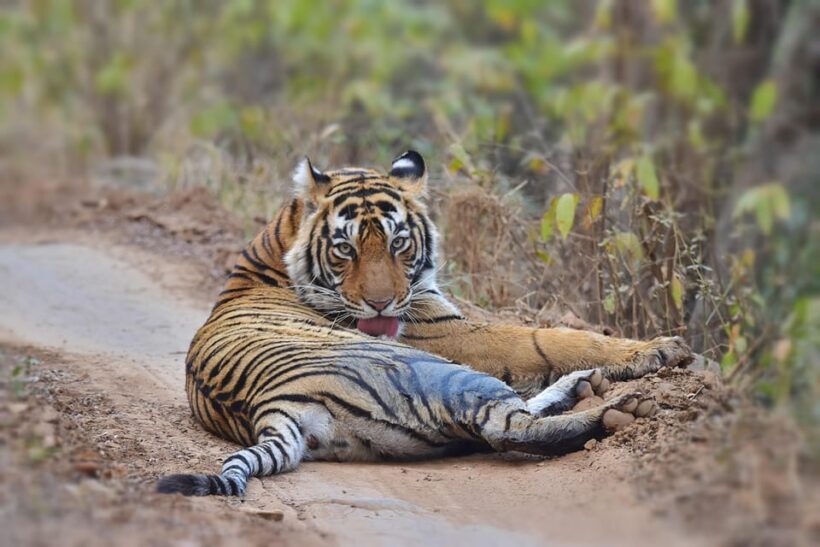 Ranthambore : Tiger Safari Tour in Canter - Price and Value Analysis