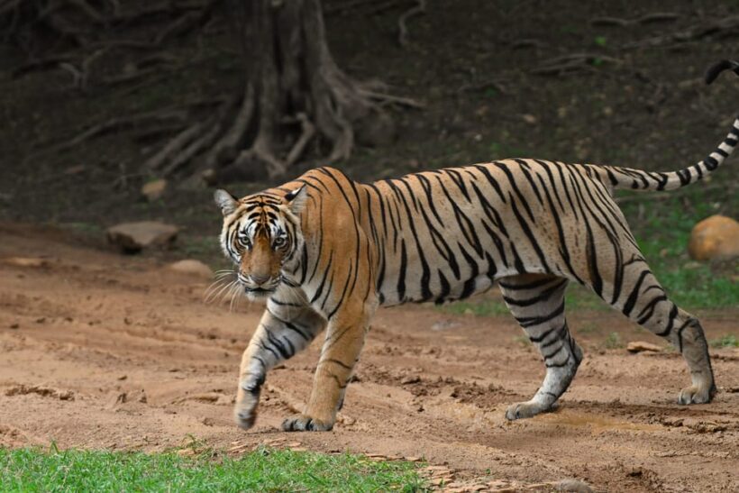 Ranthambore : Tiger Safari Tour in Canter - Who Will Enjoy This Safari?
