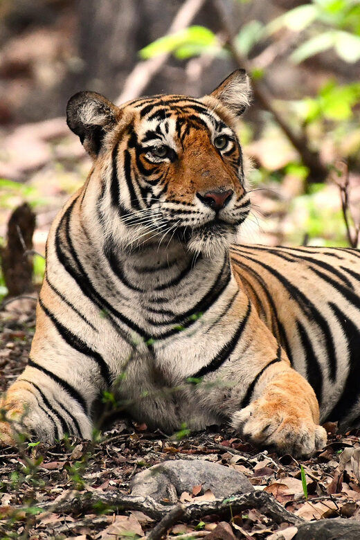 Ranthambore : Tiger Safari Tour in Canter - The Sum Up