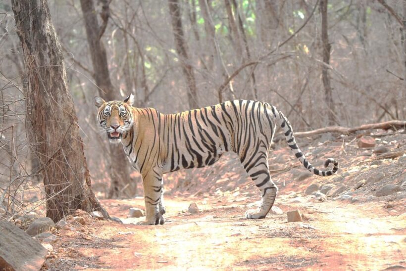 Ranthambore : Tiger Safari Tour in Canter - FAQ