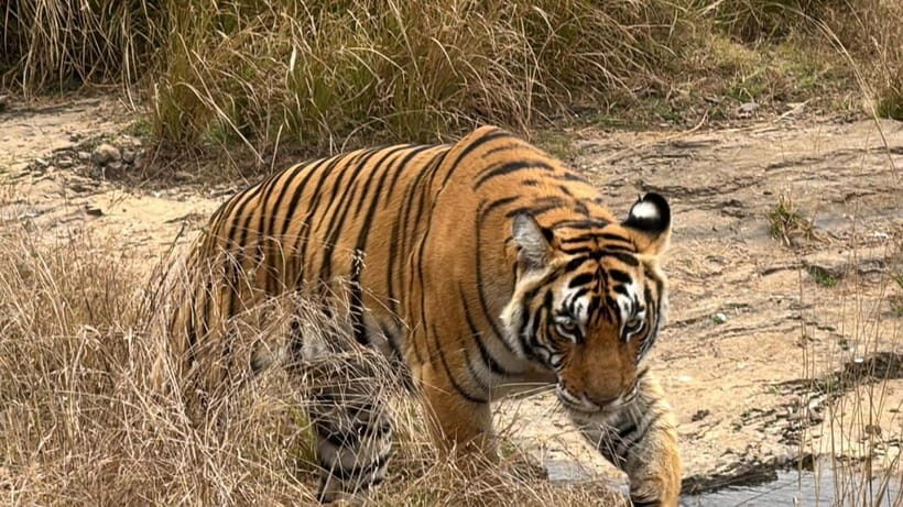 Ranthambore: Tiger Safari Tour - Key Points