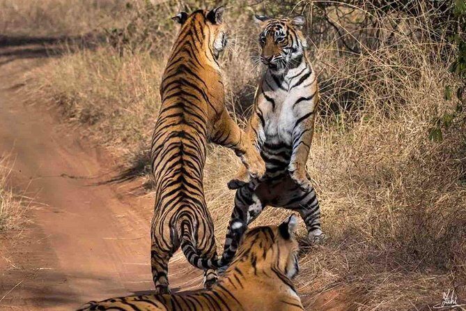 Ranthambore Wildlife Safari Tour From Jaipur Including Transfers - The Safari: An Up-Close Look at Indian Wildlife