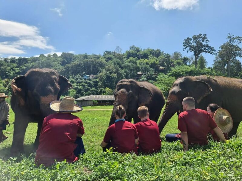 Rantong elephant sanctuary Chiangmai - What Do the Reviews Say?