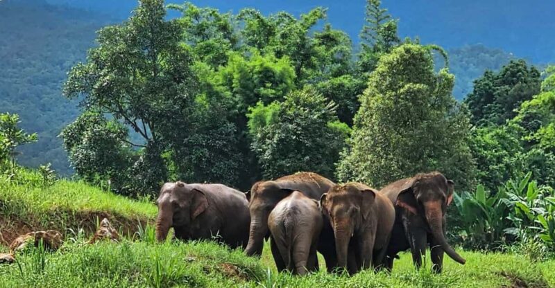 Rantong elephant sanctuary Chiangmai - FAQs
