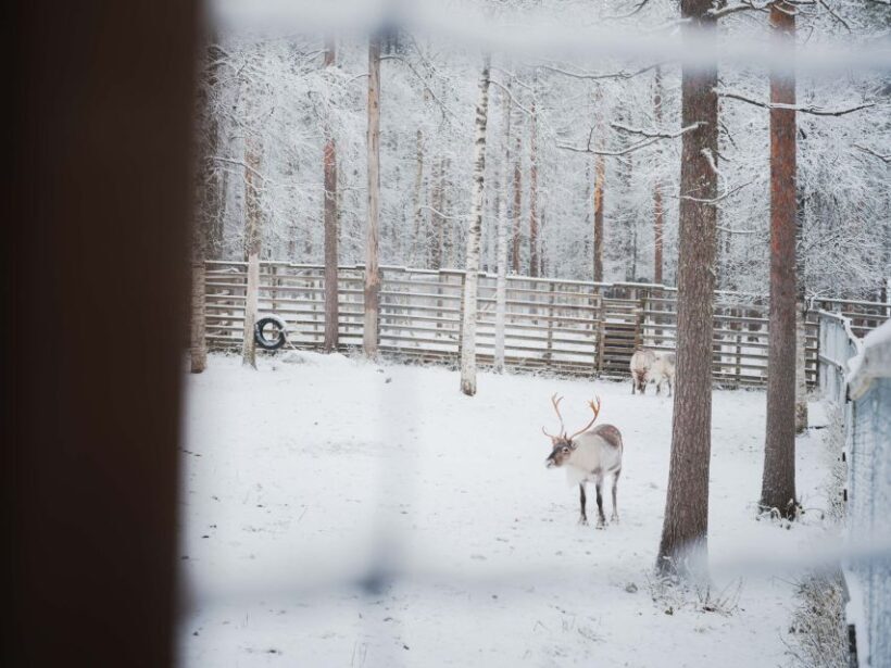 Ranua Wildlife Park Day: Visit the Arctic Animals - Key Points