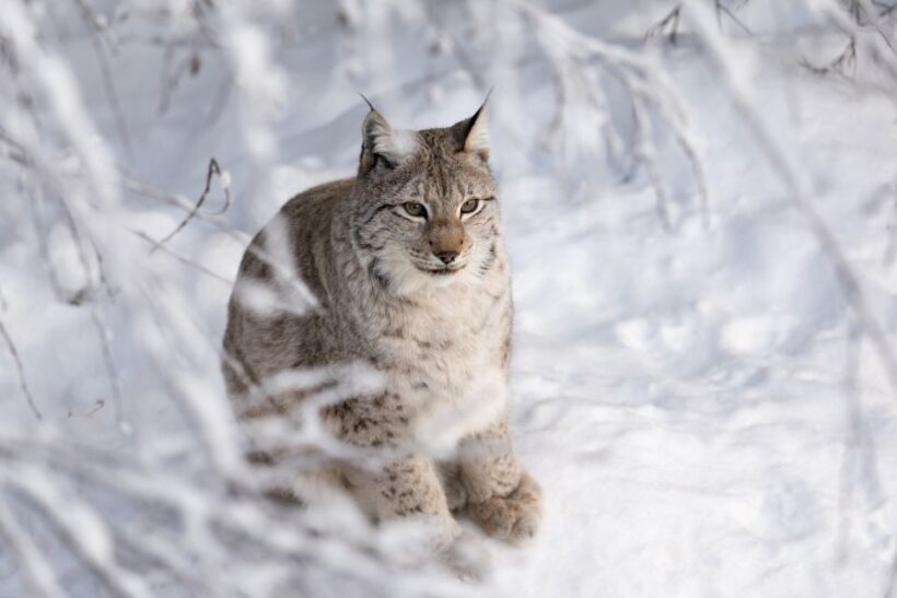 Ranua Wildlife Park Day: Visit the Arctic Animals - Exploring the Tour Itinerary