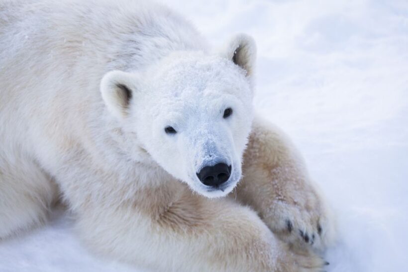 Ranua Wildlife Park Day: Visit the Arctic Animals - Practical Details and Tips