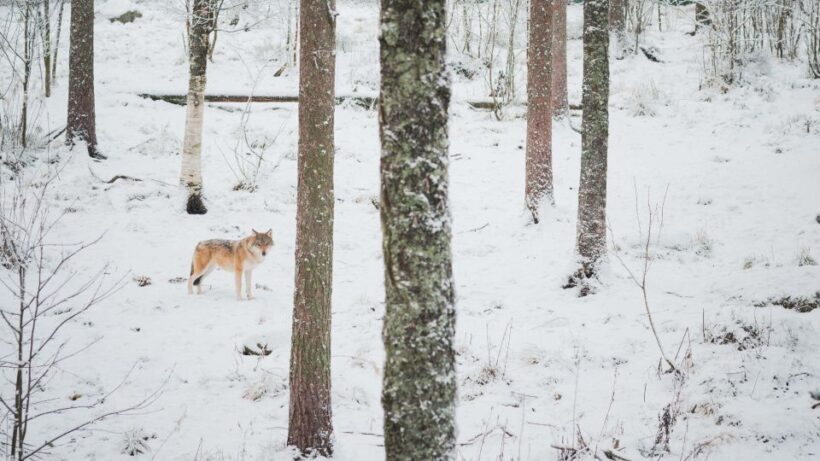Ranua Wildlife Park Day: Visit the Arctic Animals - Final Thoughts