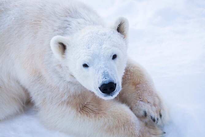 Ranua Wildlife Park Day : Visit the Arctic Animals! - Who Will Enjoy This Tour?