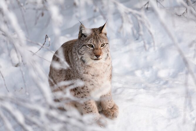 Ranua Wildlife Park Day : Visit the Arctic Animals! - Practical Tips for Your Visit