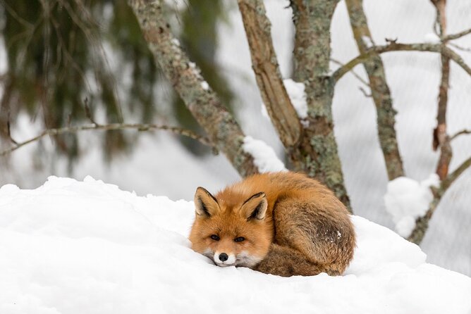 Ranua Wildlife Park Day : Visit the Arctic Animals! - The Sum Up