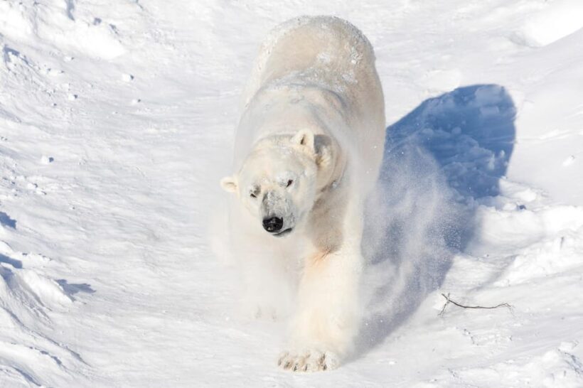 Ranua: Wildlife Park Entrance Ticket - Exploring Ranua Wildlife Park: A Genuine Arctic Encounter
