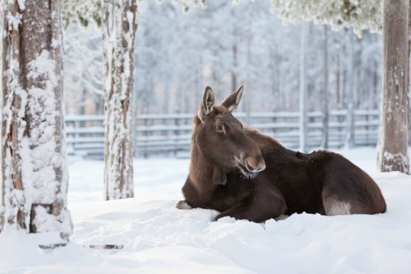 Ranua: Wildlife Park Experience with Buffet Lunch - A Tourist’s Guide to the Ranua Wildlife Park Experience in Finland
