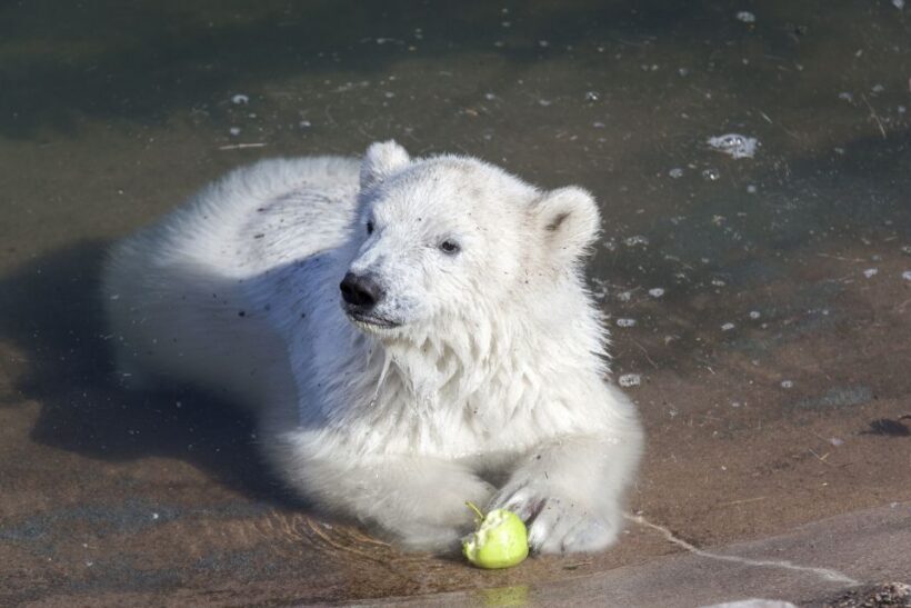 Ranua Wildlife Park Guided Tour from Rovaniemi - Key Points