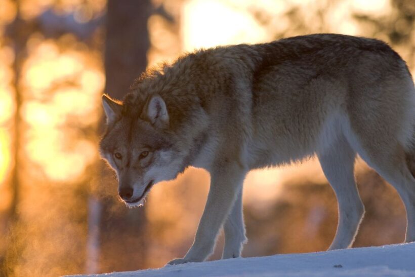 Ranua Wildlife Park Guided Tour from Rovaniemi - The Experience in Detail