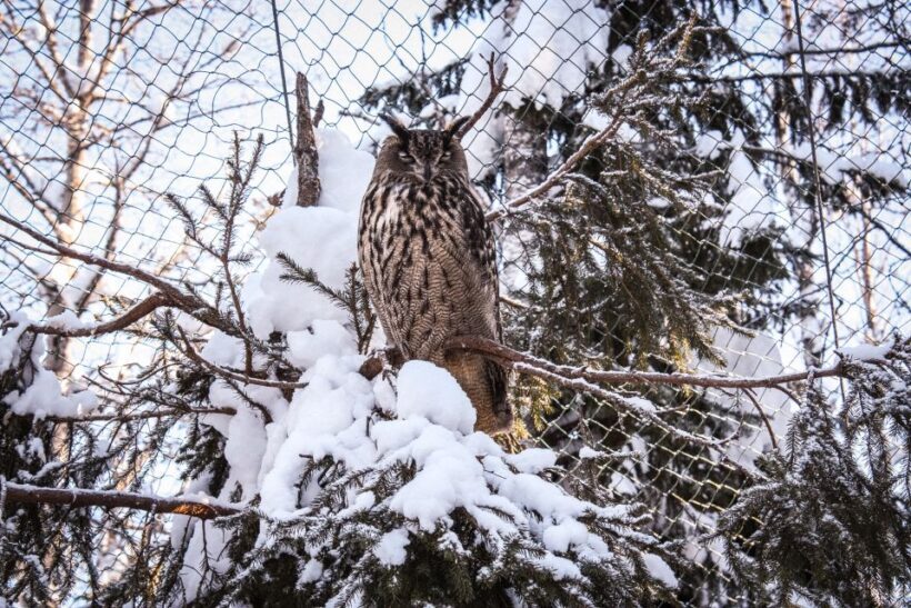 Ranua Wildlife Park Guided Tour from Rovaniemi - Who Will Love This Tour?