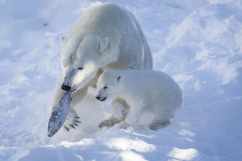 Ranua Wildlife Park Guided Tour from Rovaniemi - The Sum Up