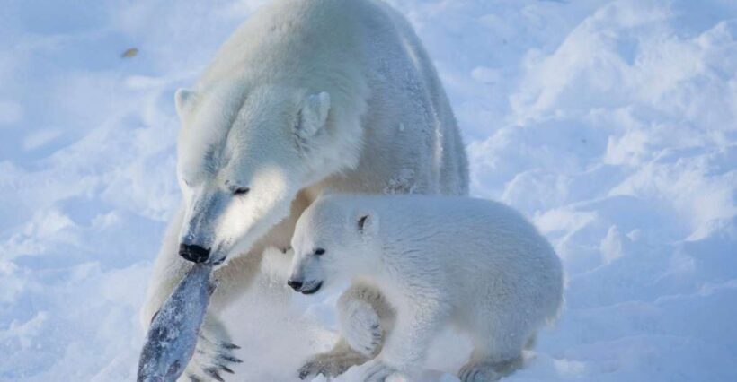 Ranua Wildlife Park Guided Tour from Rovaniemi - FAQ