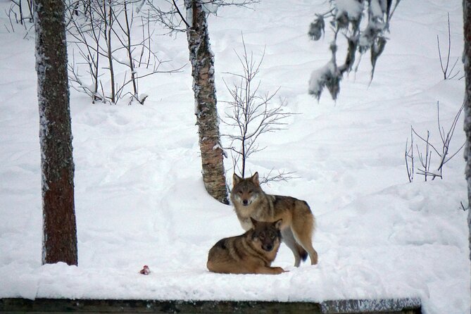 Ranua Zoo- Guided day tour from Rovaniemi - Exploring Ranua Wildlife Park on a Guided Day Tour from Rovaniemi