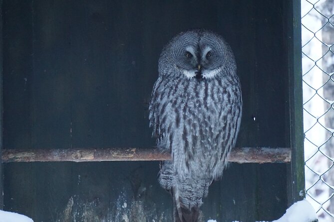 Ranua Zoo- Guided day tour from Rovaniemi - Analyzing the Value