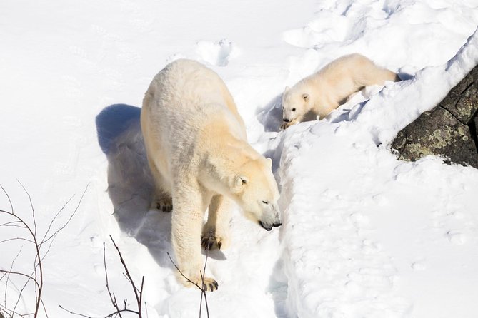 Ranua Zoo Tour, Optional Lunch - Exploring the Zoo