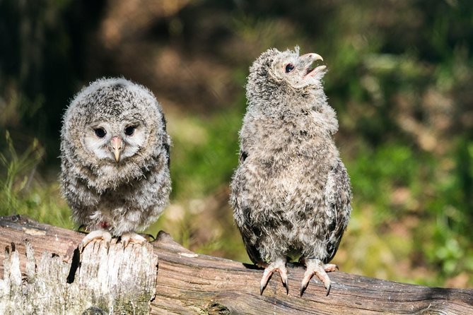 Ranua Zoo Tour, Optional Lunch - Seasonal Activities