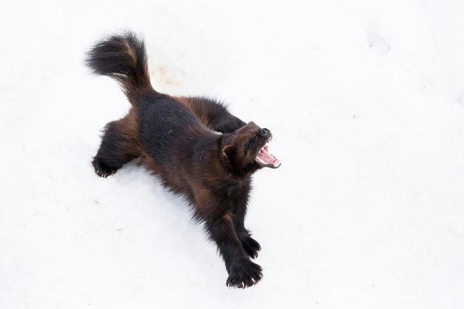 Ranua Zoo Tour, Optional Lunch - Optional Lunch Details