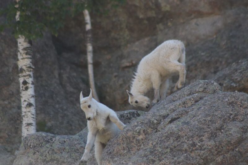 Rapid City: Black Hills and Mt Rushmore Day Tour with Lunch - The Sum Up