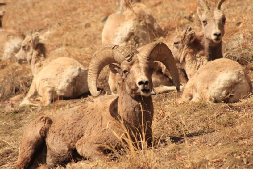 Rapid City: Black Hills Parks, Monuments & Mount Rushmore - FAQ