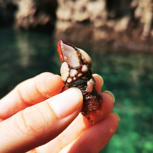Raposeira: Guided Kayak Tour and Praia da Ingrina Caves - Exploring the Algarve Coast from a New Perspective