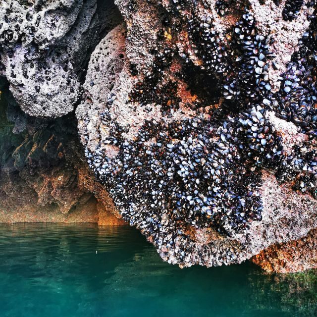 Raposeira: Guided Kayak Tour and Praia da Ingrina Caves - Authentic Experiences and Local Insights