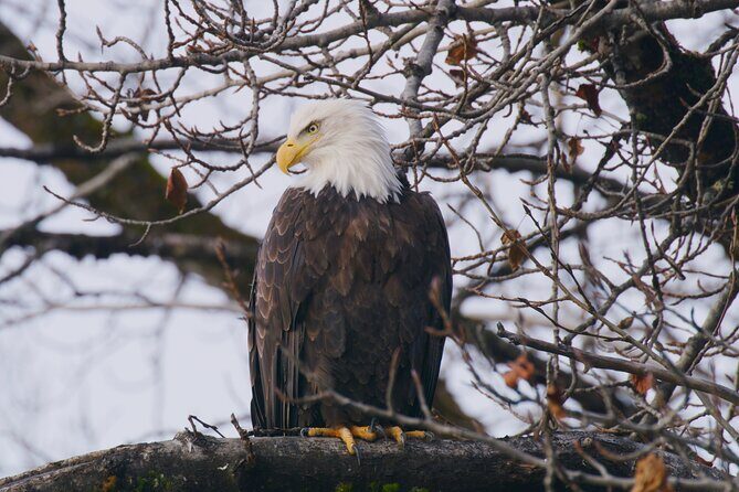 Raptor Encounters and Immersive Dome Experience - FAQ: Practical Questions About the Tour
