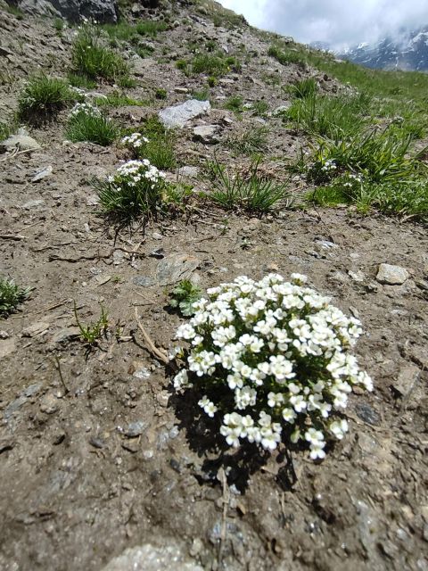 RARE PLANTS IN AOSTA VALLEY - Uncovering Rare Alpine Treasures