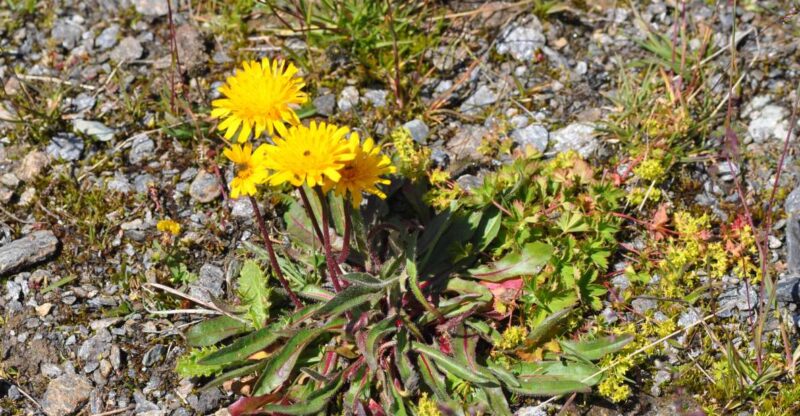 RARE PLANTS IN AOSTA VALLEY - Ensuring a Comfortable Experience