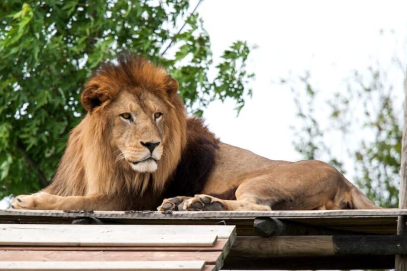 Ravenna: Safari Ravenna entrance ticket - Exploring the Park: What to Expect at Safari Ravenna