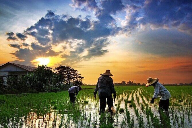 Real Experience of Being a Farmer in the Paddy - Key Points