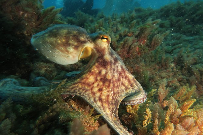 RECREATIONAL DIVE (Certified DIVErs Only) : Explore Canarian Sealife - What to Expect During Your Dives