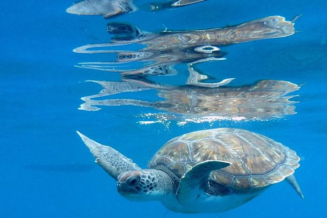 RECREATIONAL DIVE (Certified DIVErs Only) : Explore Canarian Sealife - Small Group Advantage