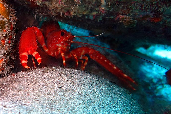 RECREATIONAL DIVE (Certified DIVErs Only) : Explore Canarian Sealife - Booking and Meeting Logistics