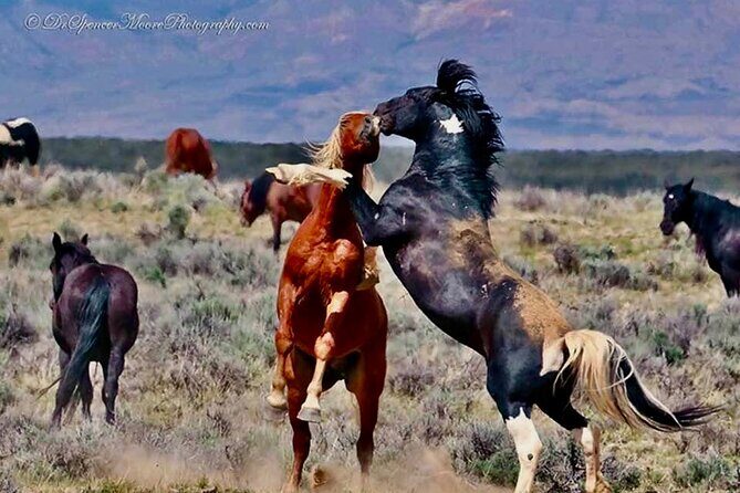 Red Canyon Wild Mustang Safari Truck Tours In Cody Wyoming! - Introduction