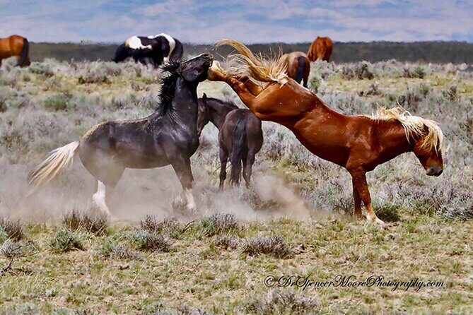 Red Canyon Wild Mustang Safari Truck Tours In Cody Wyoming! - Key Points