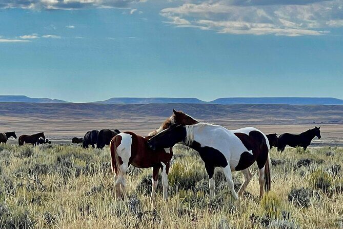 Red Canyon Wild Mustang Safari Truck Tours In Cody Wyoming! - Frequently Asked Questions