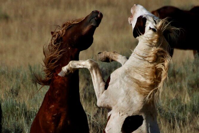 Red Canyons Best Of The Wild West Wild Mustang+Rafting Adventure - Why This Tour Appeals to Different Travelers