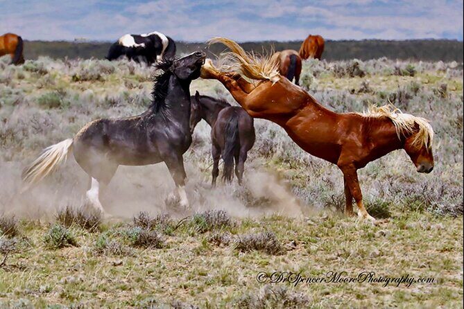 Red Canyons Best Of The Wild West Wild Mustang+Rafting Adventure - Final Thoughts: Who Should Consider This Tour?