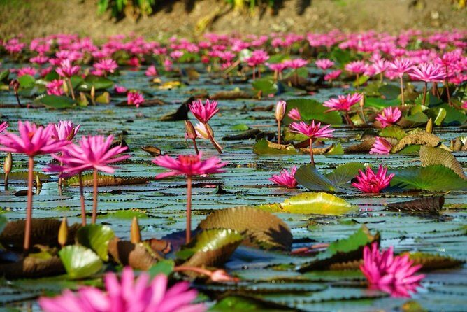 Red Lotus garden market with Thai culture halfday tour - What Travelers Are Saying