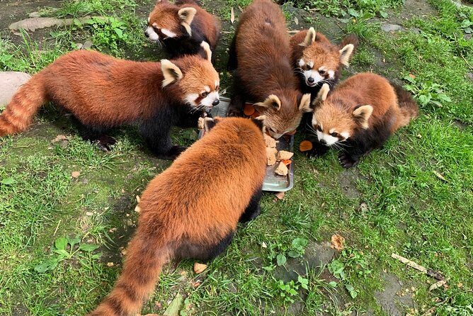 Red Panda Volunteer in Wolong Panda Base Private Tour - Who Would Enjoy This Tour?