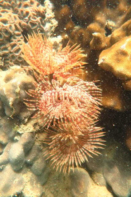 [Red River Tours] Luxury Professional Scuba Diving - Authentic Experiences and Reviews